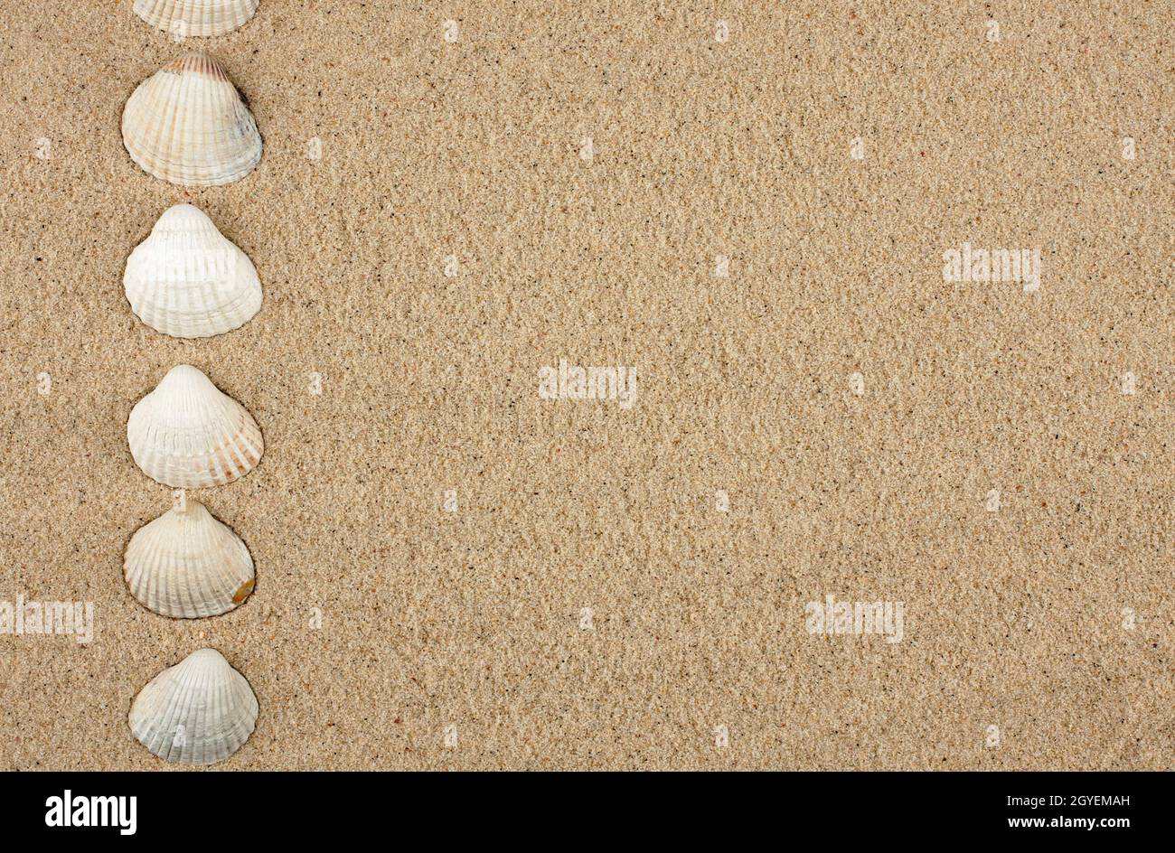 Sea shells, background, can be used to cover design Stock Photo - Alamy
