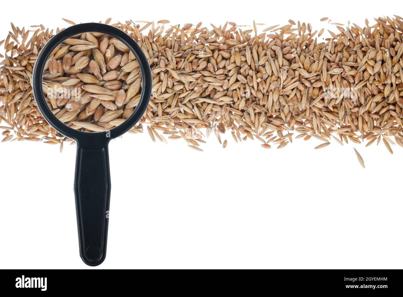 Grain through a magnifying glass, isolated on white background Stock ...