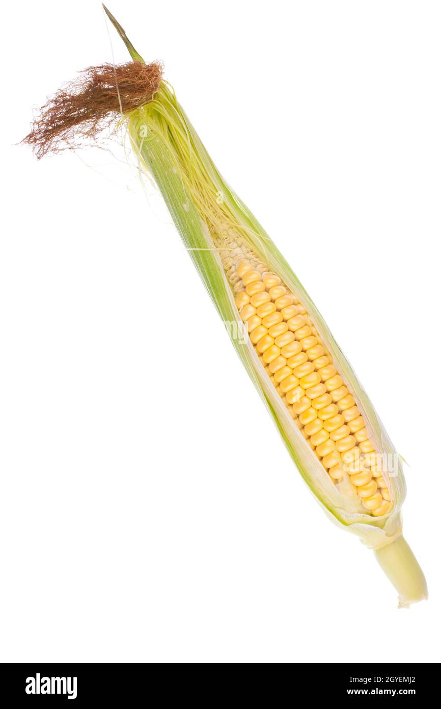 Ear of corn isolated on a white background Stock Photo - Alamy