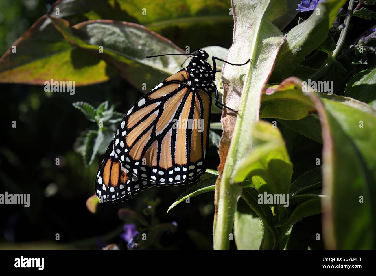 Monarch alberta hi-res stock photography and images - Alamy