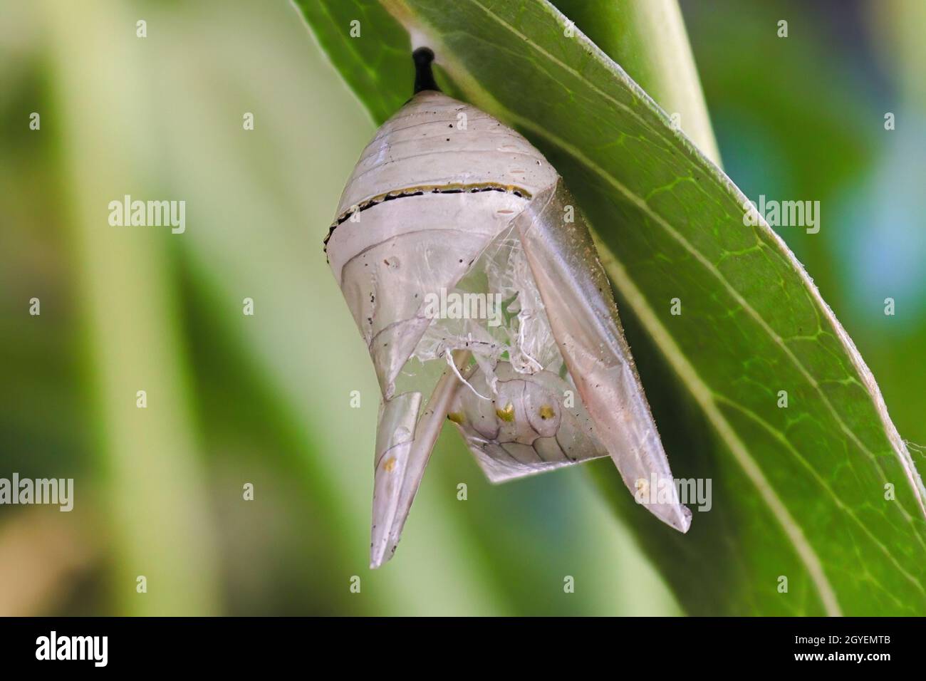 Macro of a empty chrysalis from a monarch butterfly Stock Photo - Alamy