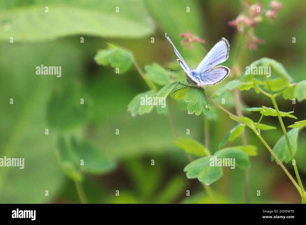 Silvery blue butterfly hi-res stock photography and images - Alamy
