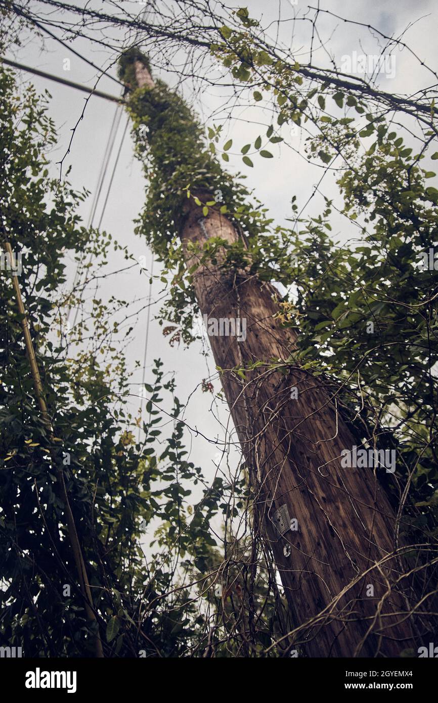 Vascular pole hi-res stock photography and images - Alamy