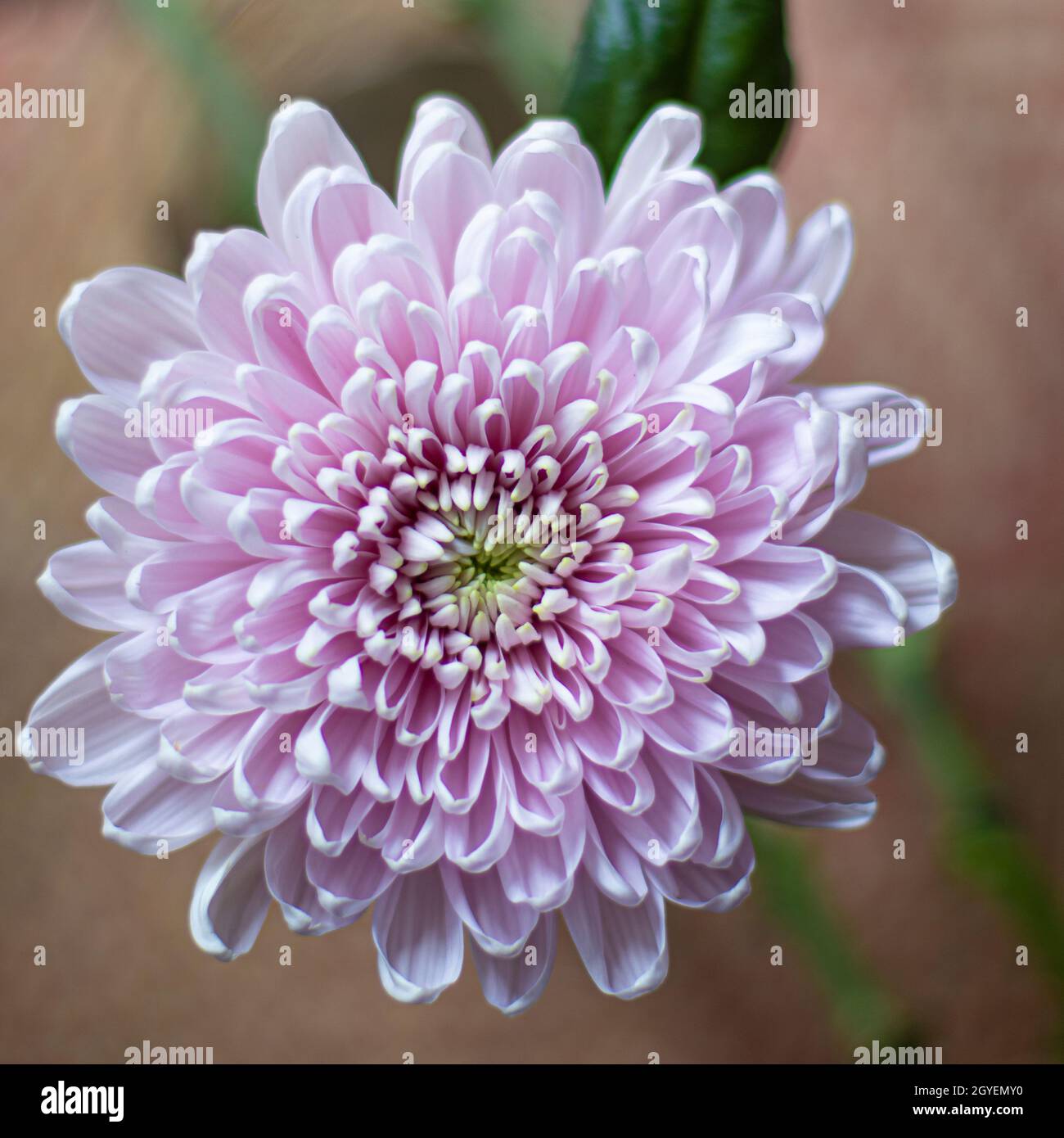 Zenithal view hi-res stock photography and images - Alamy
