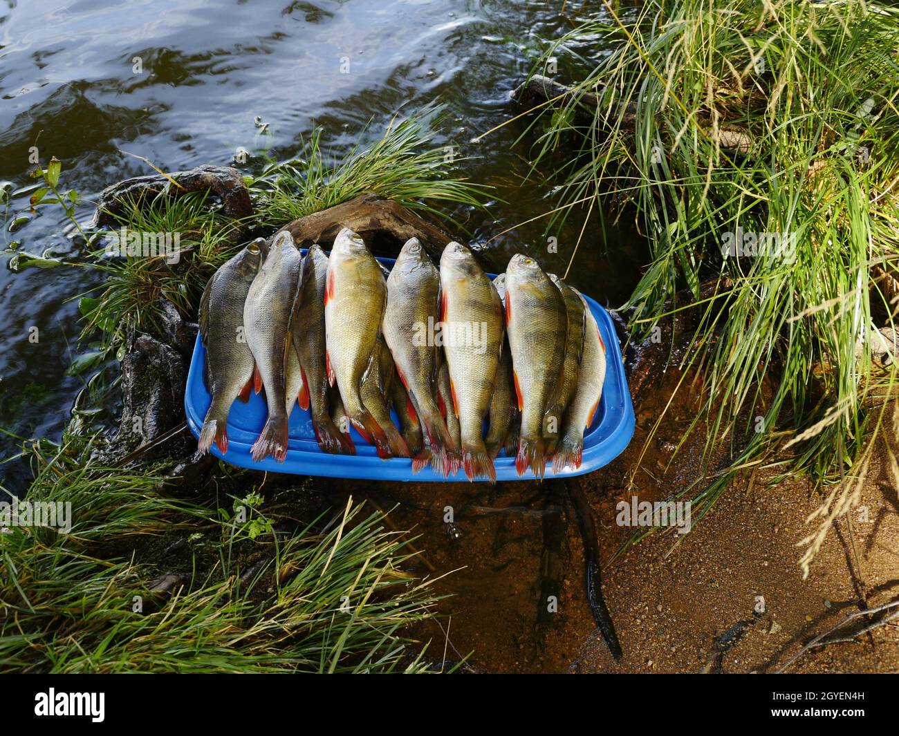 pile of freshly caught perch washed and placed on a tray by the water ...