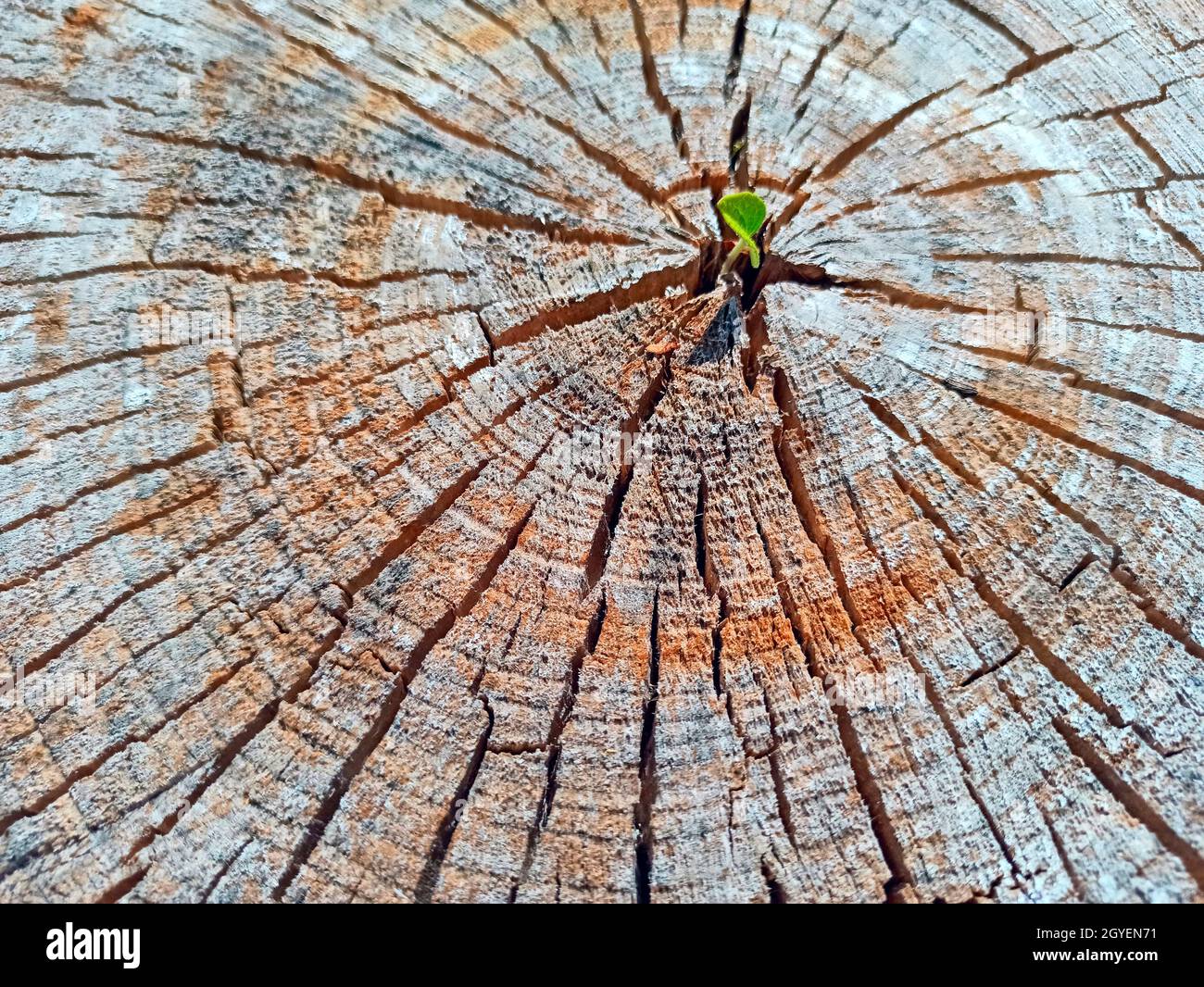 Small leaf of felled tree. Leaf growing in place of sawn tree ...