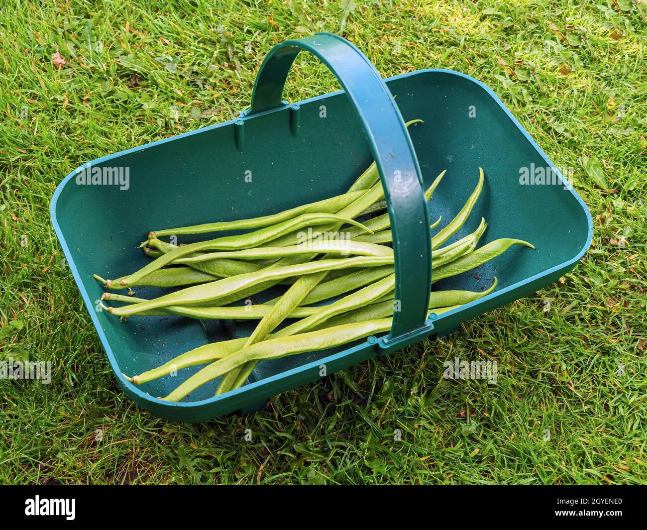 Freshly harvested runner beans in a green plastic trug on a grass lawn ...