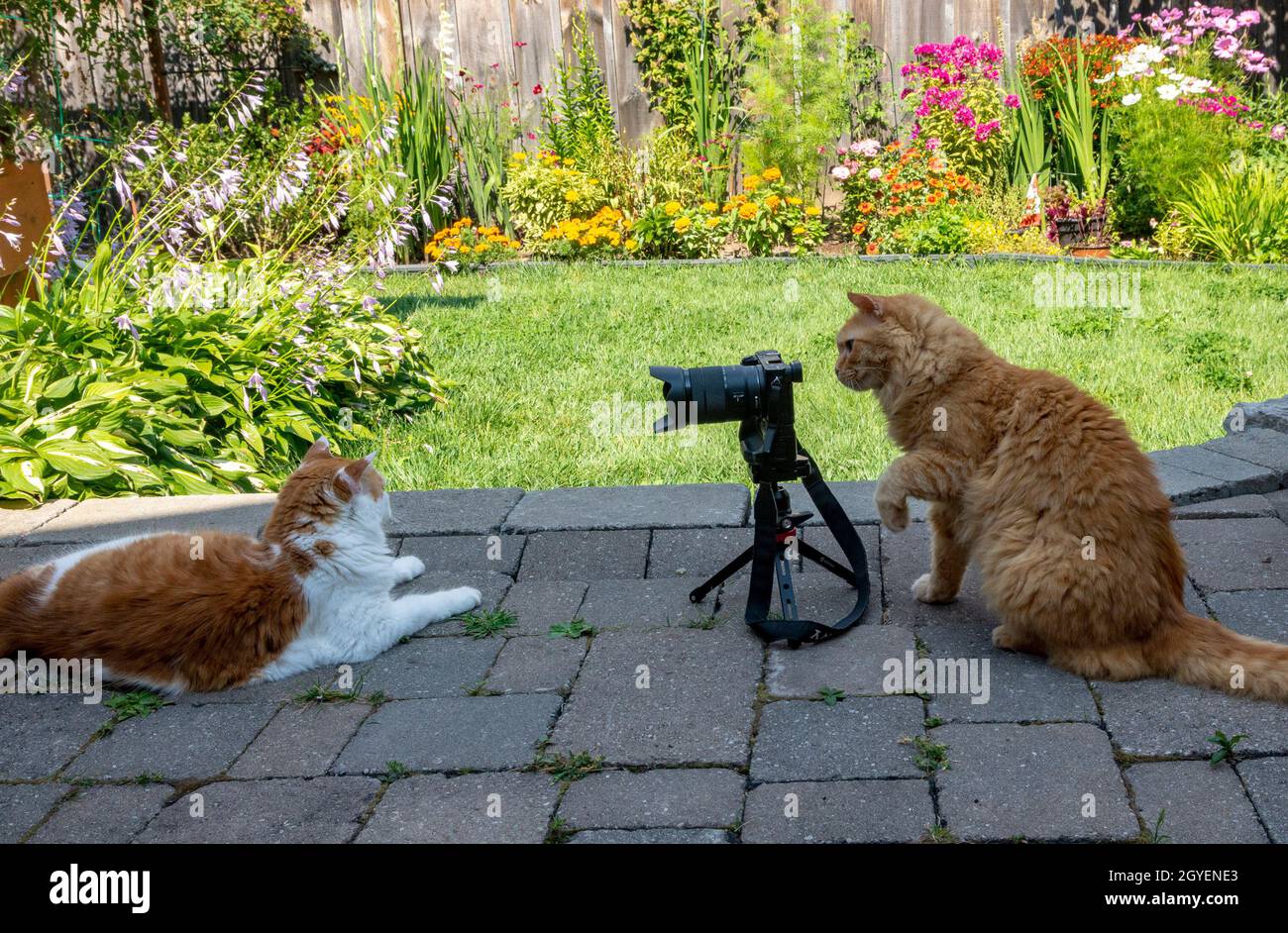 Cat photo session hi-res stock photography and images - Alamy