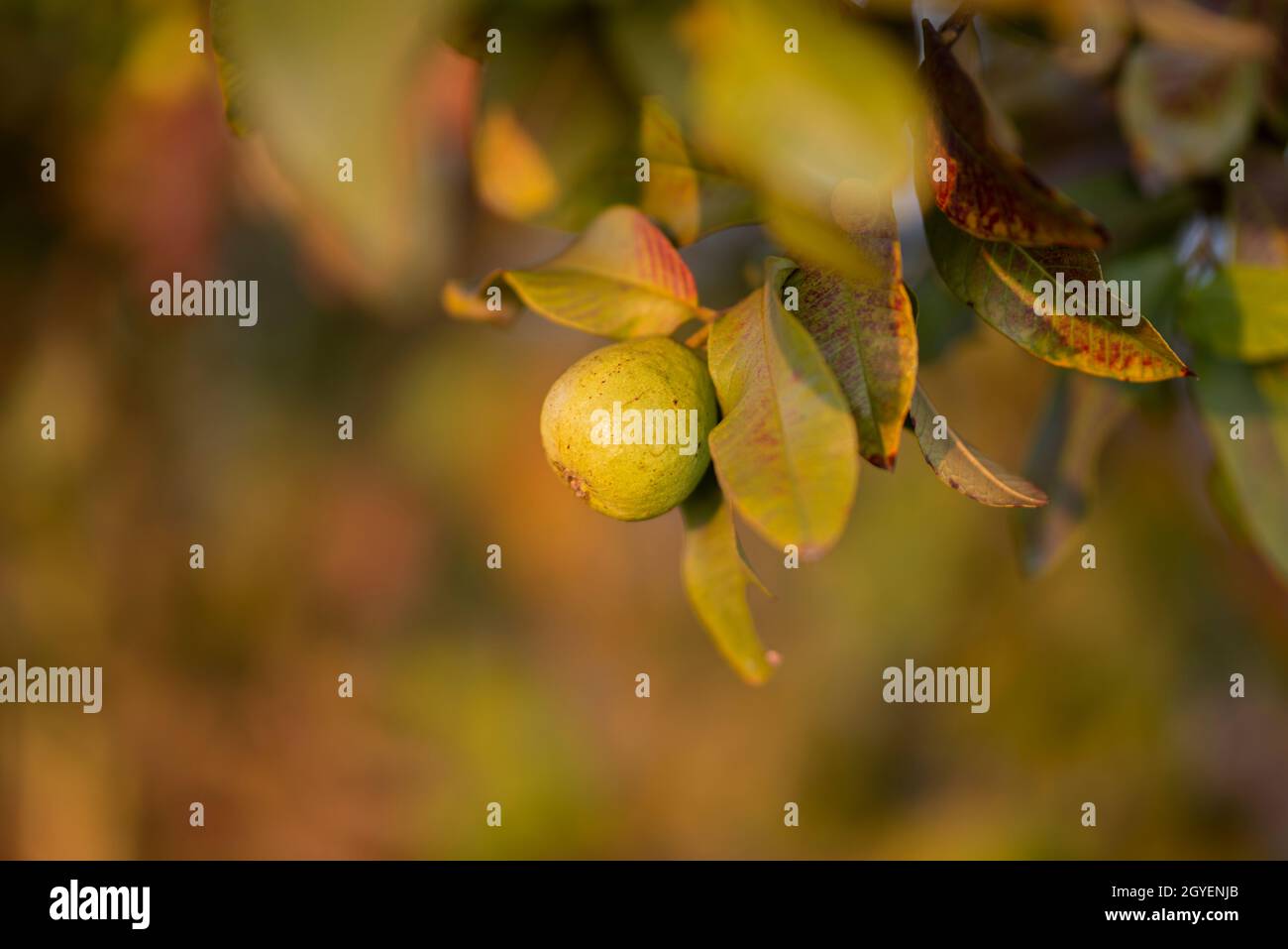 Guava leaves on the tree in an organic tropical garden Stock Photo - Alamy
