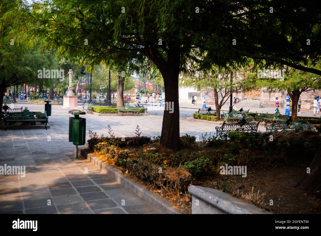 Big tree shade in peaceful park from Mexico City Stock Photo - Alamy