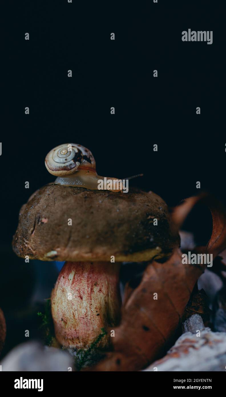 Snail on a mushroom in the forest hi-res stock photography and images ...