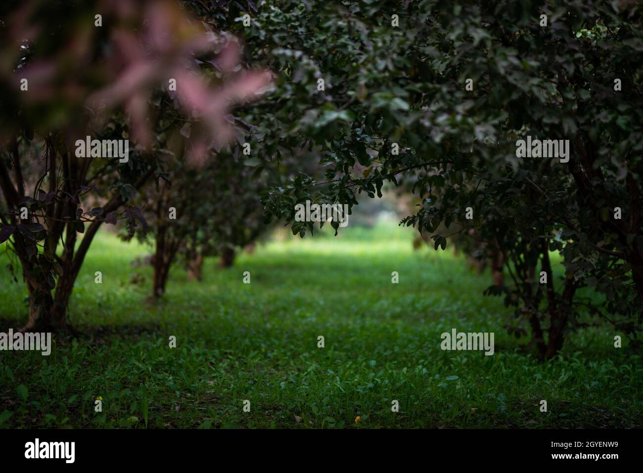 Guava fruit tree in an organic tropical garden, Guava garden with a ...
