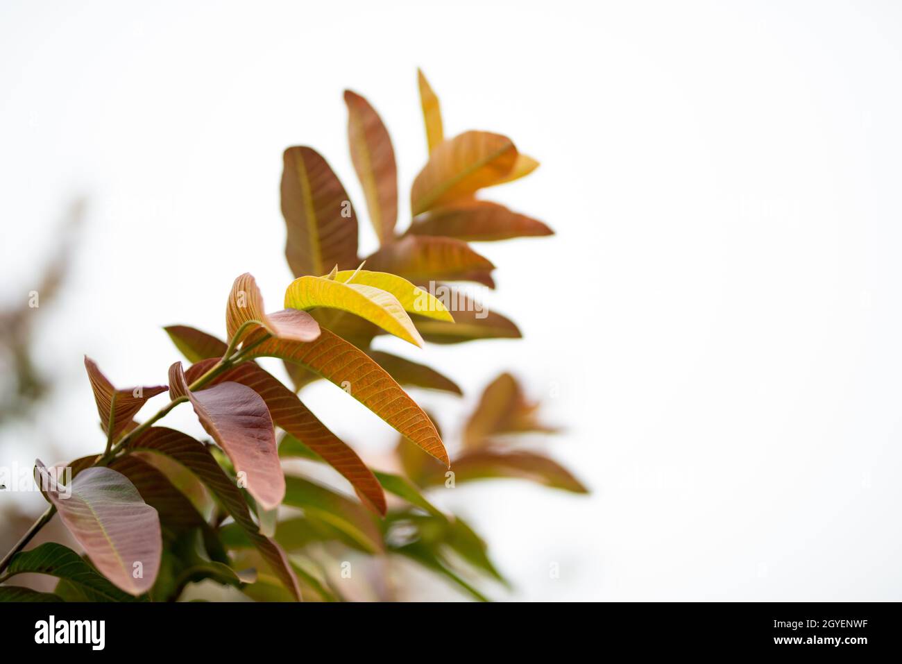 Guava leaves on the tree in an organic tropical garden Stock Photo - Alamy