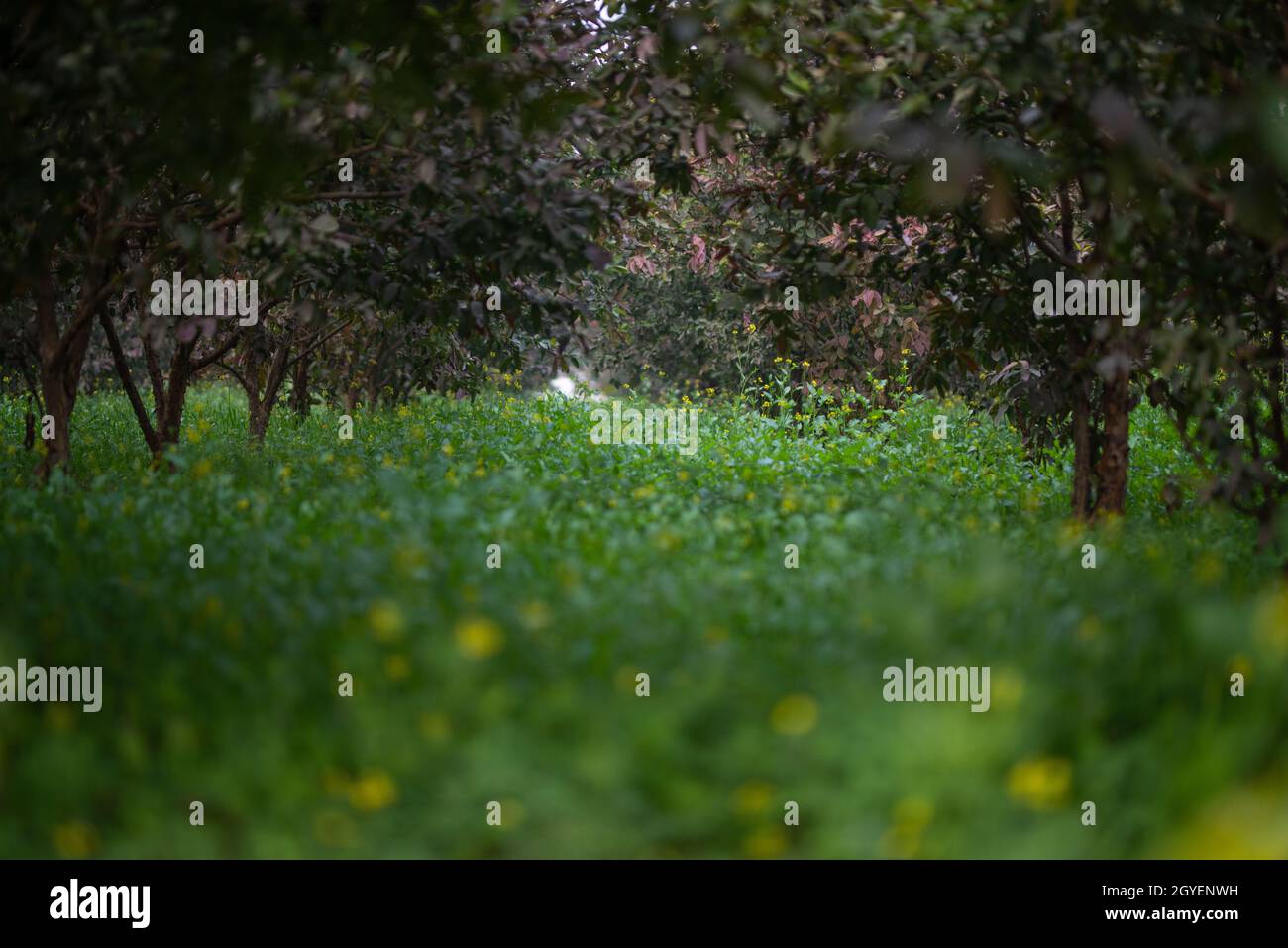 Guava fruit tree in an organic tropical garden, Guava garden with a ...