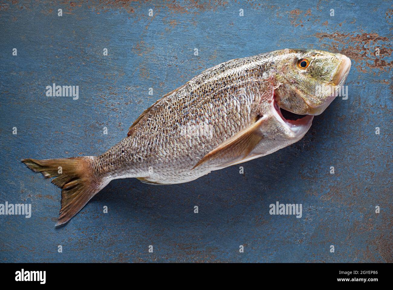 Fresh dentex fish hi-res stock photography and images - Alamy