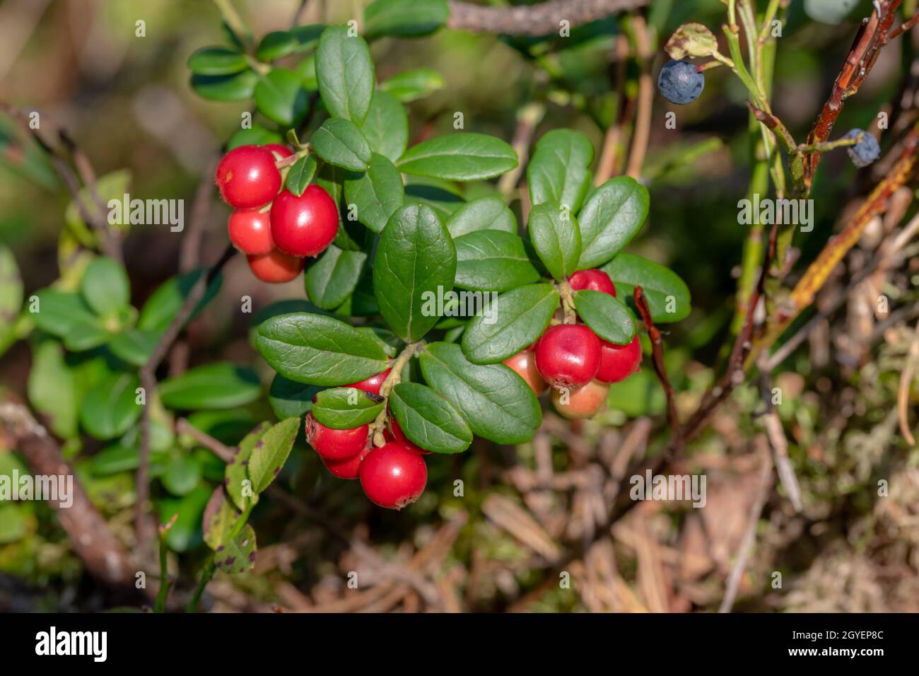 Cranberries growing fruit hi-res stock photography and images - Alamy