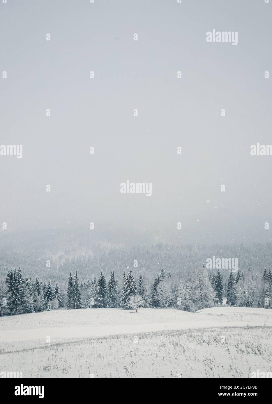 Wonderful winter scene with snow falling. Bukovel ski resort in ...