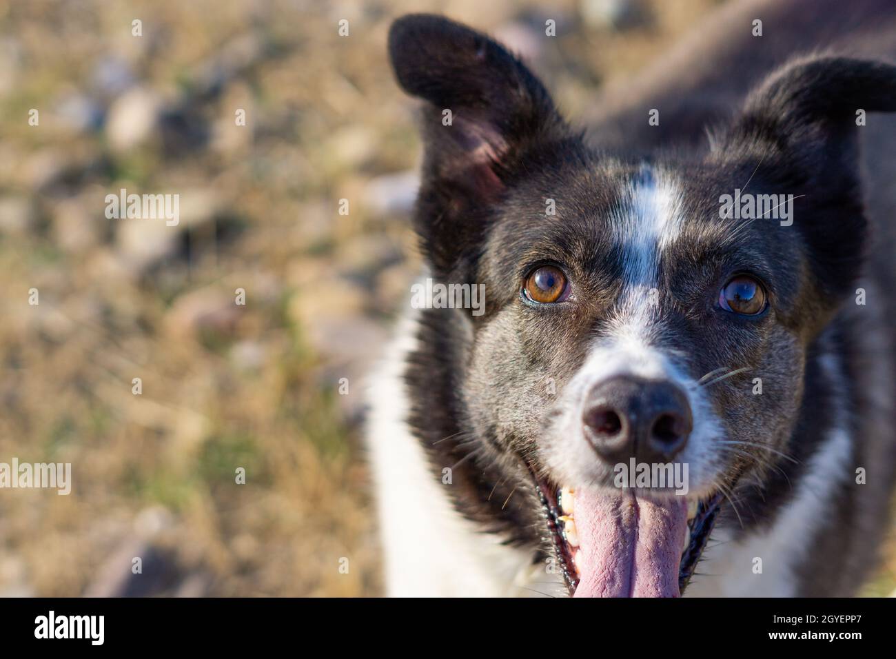 Dog wet border collie in river hi-res stock photography and images - Alamy