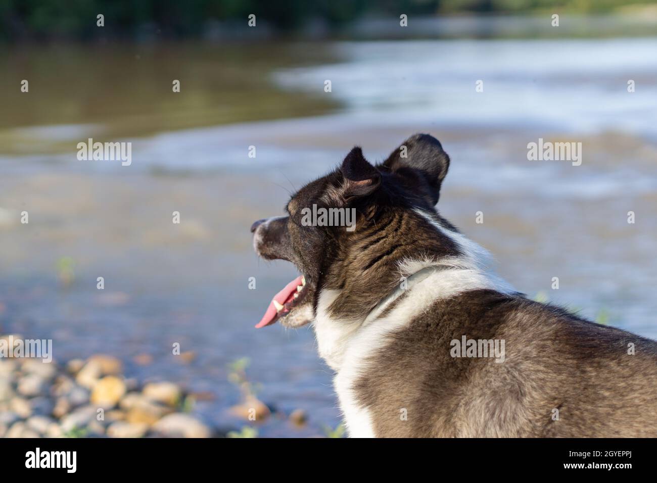 Dog wet border collie in river hi-res stock photography and images - Alamy