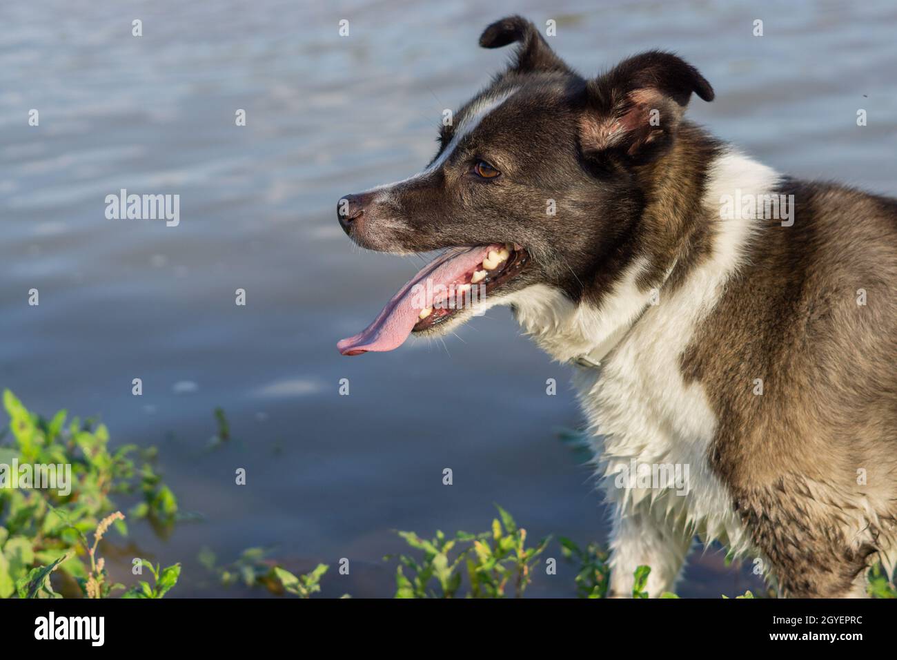 Dog wet border collie in river hi-res stock photography and images - Alamy