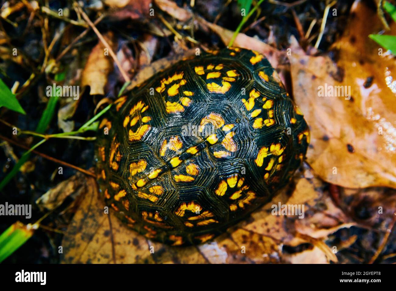 Turtle with black and yellow shell hiding on fall leaves Stock Photo ...