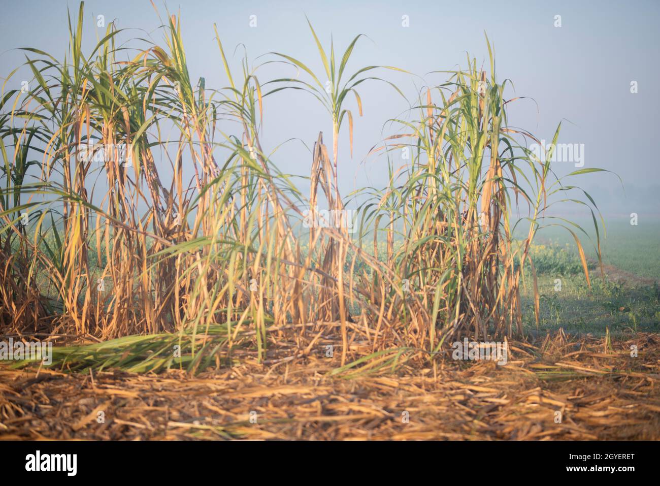 Sugarcane harvesting season, Sugarcane crop is ready to harvest Stock ...