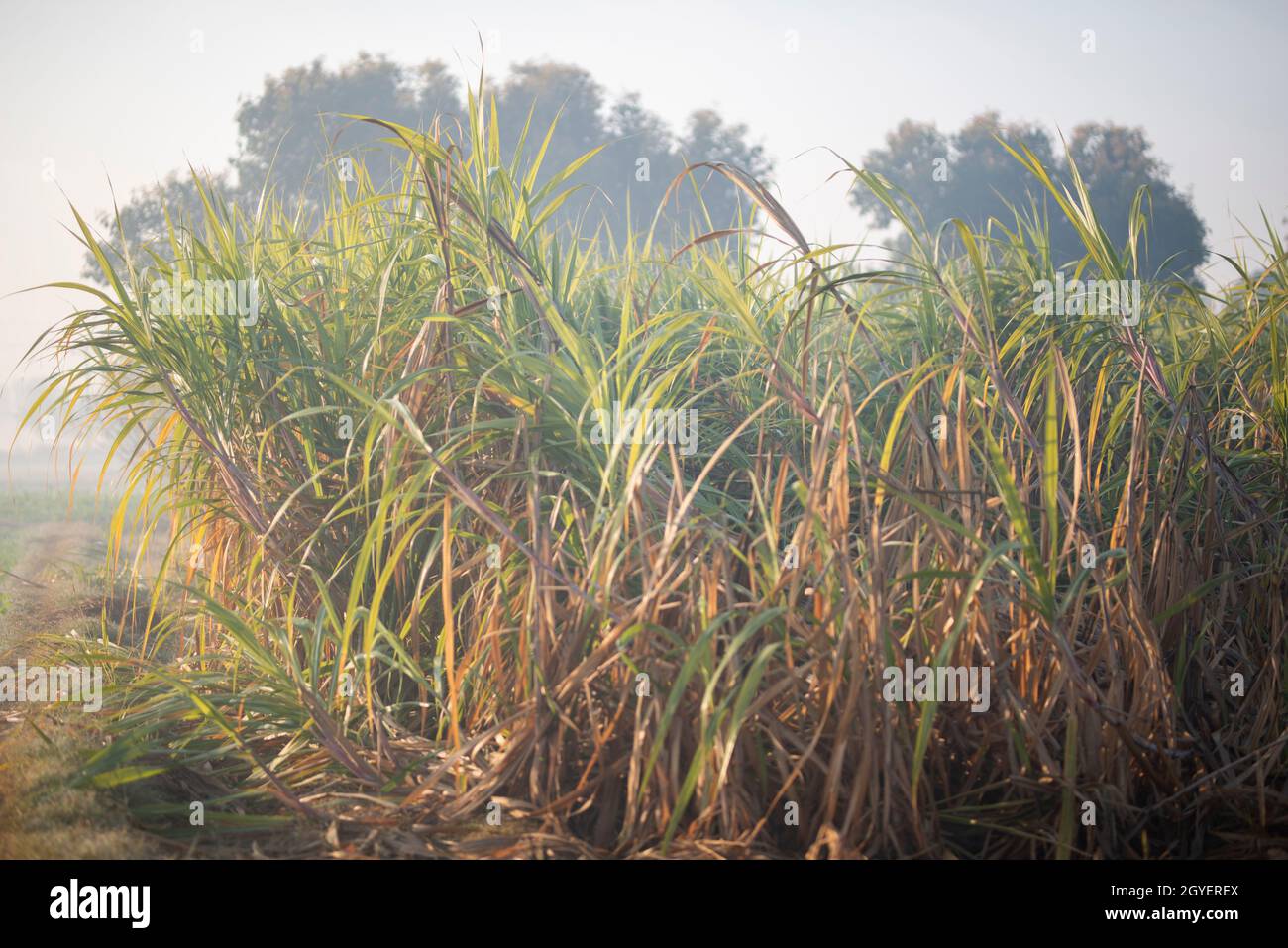Sugarcane harvesting season, Sugarcane crop is ready to harvest Stock ...