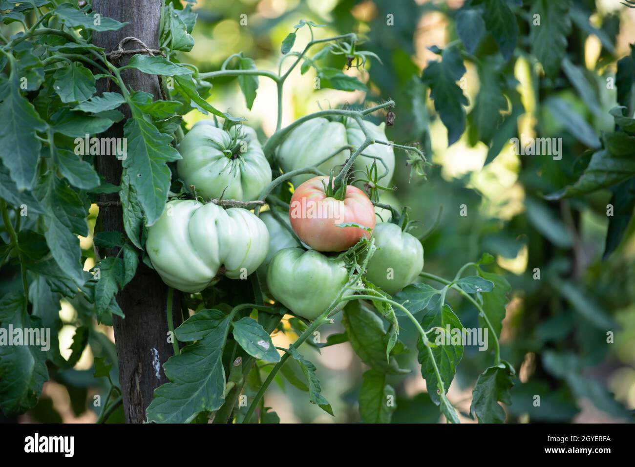 Ripe and unripe tomatoes grow in the garden Stock Photo - Alamy