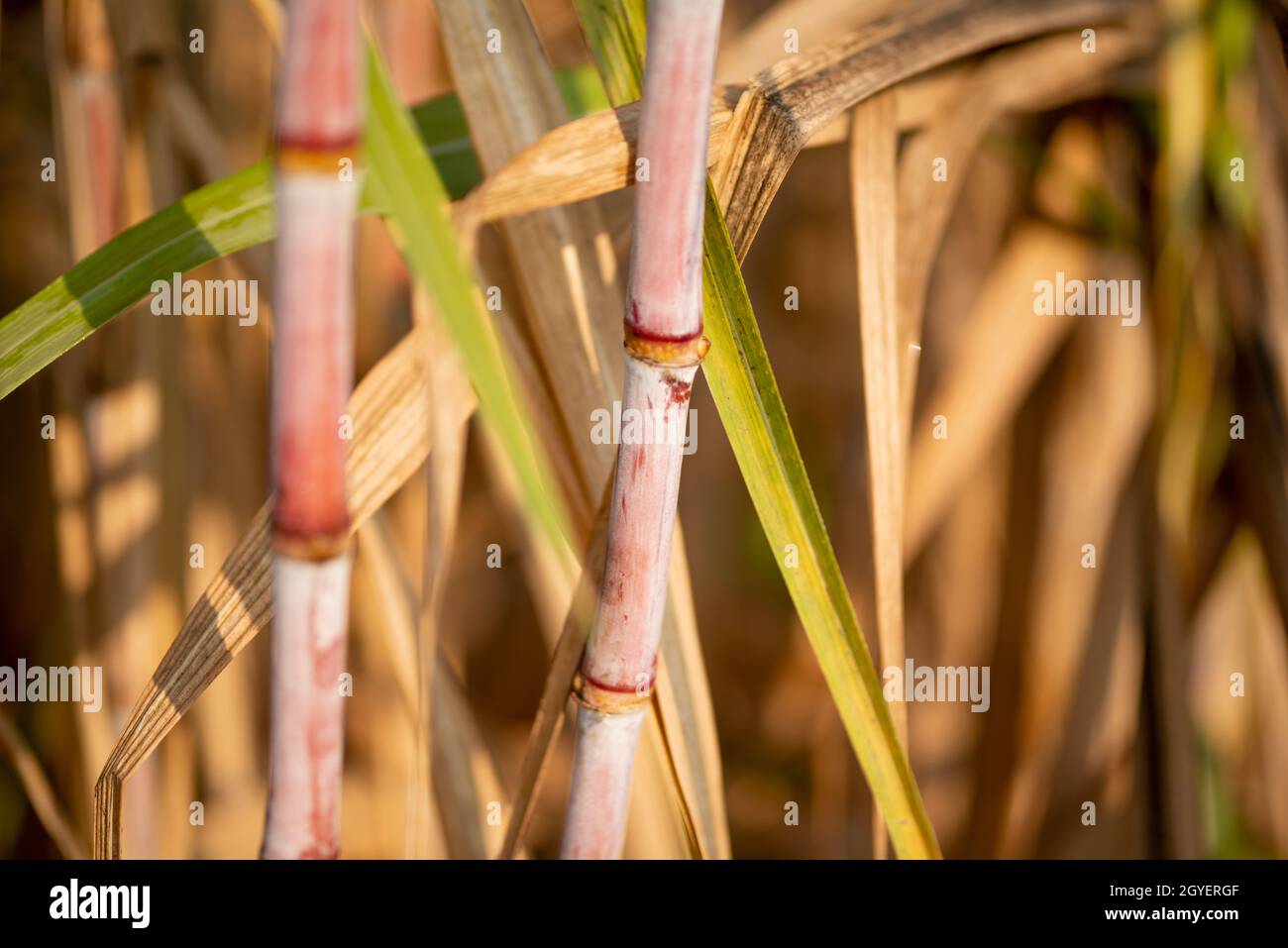 Sugarcane harvesting season, Sugarcane crop is ready to harvest Stock ...