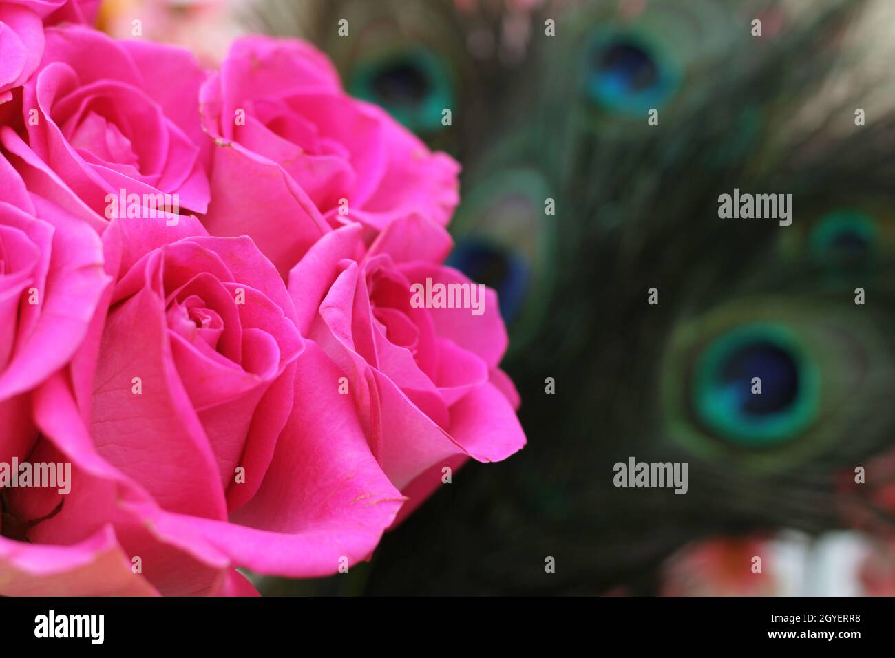 Peacock feather bouquet hi-res stock photography and images - Alamy