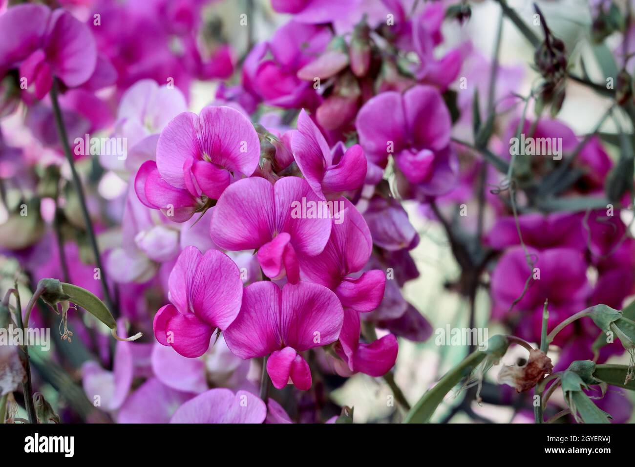 Lathyrus odoratus tendril hi-res stock photography and images - Alamy