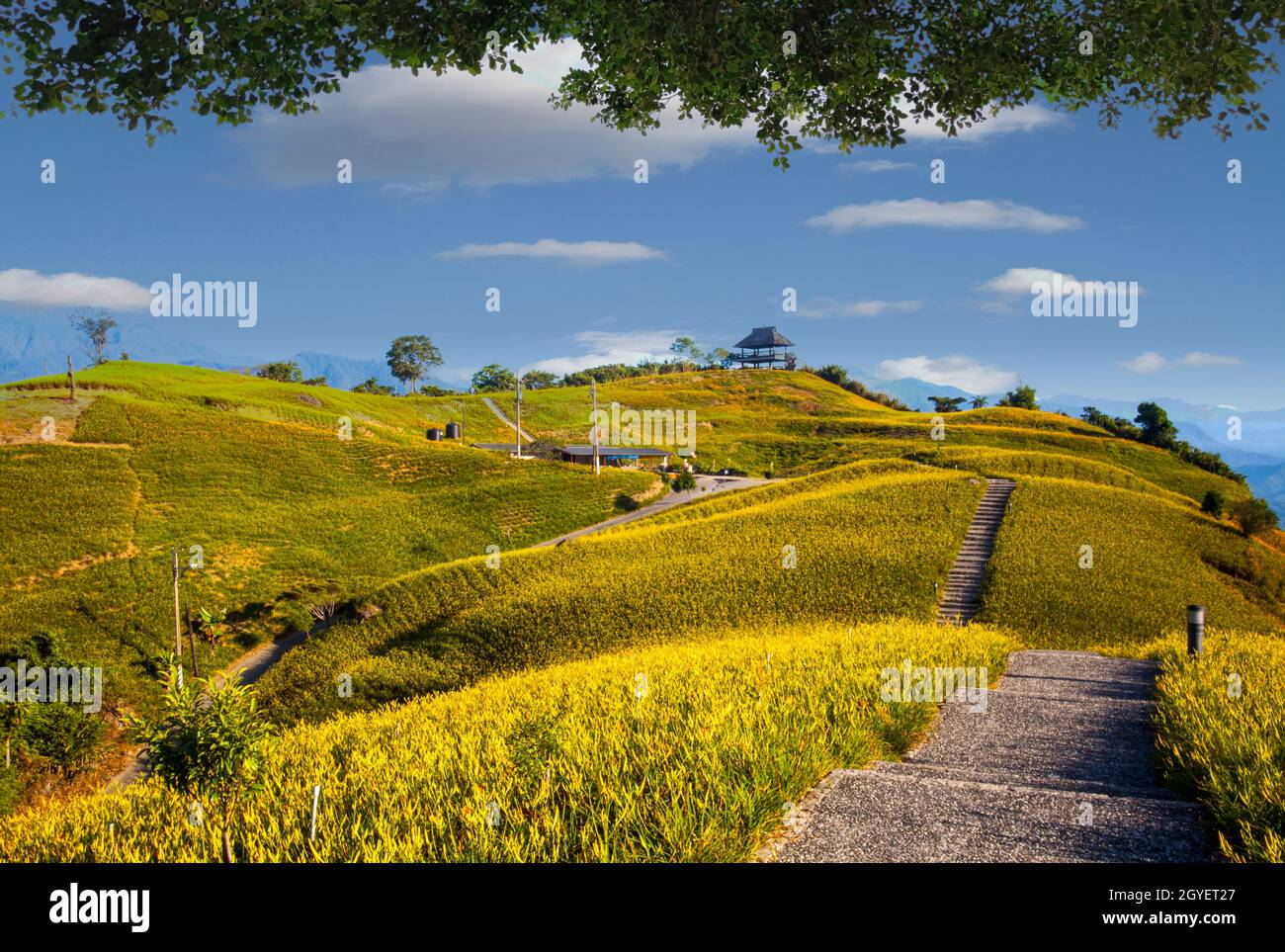 The Orange daylily flower at sixty stone mountain, Fuli, Hualien ...