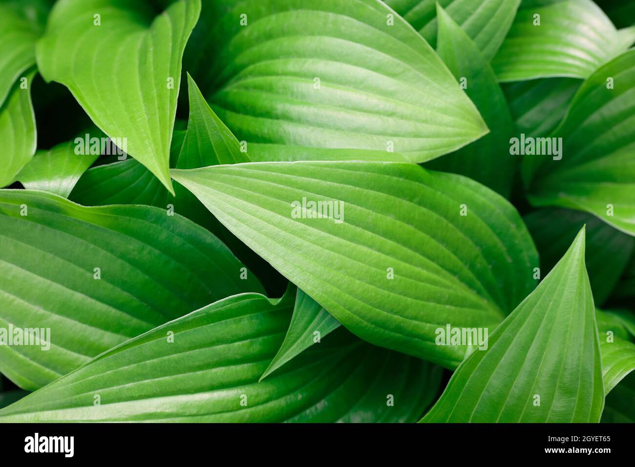 Closeup background of fresh green Hosta plant leaves, elevated high ...