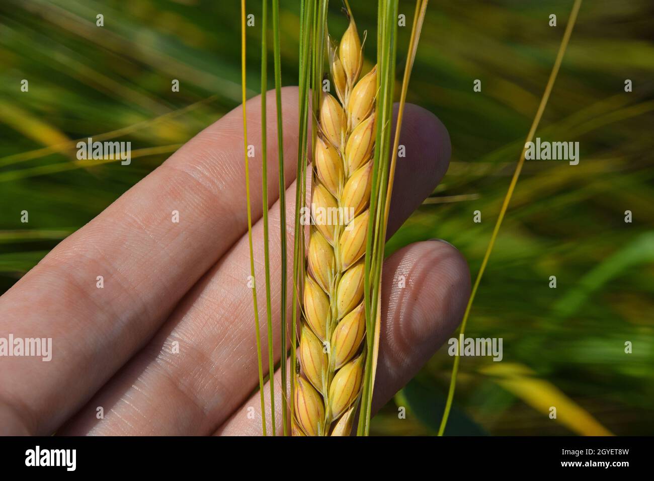 Close up woman hand holding and checking wheat ear ripeness and ...