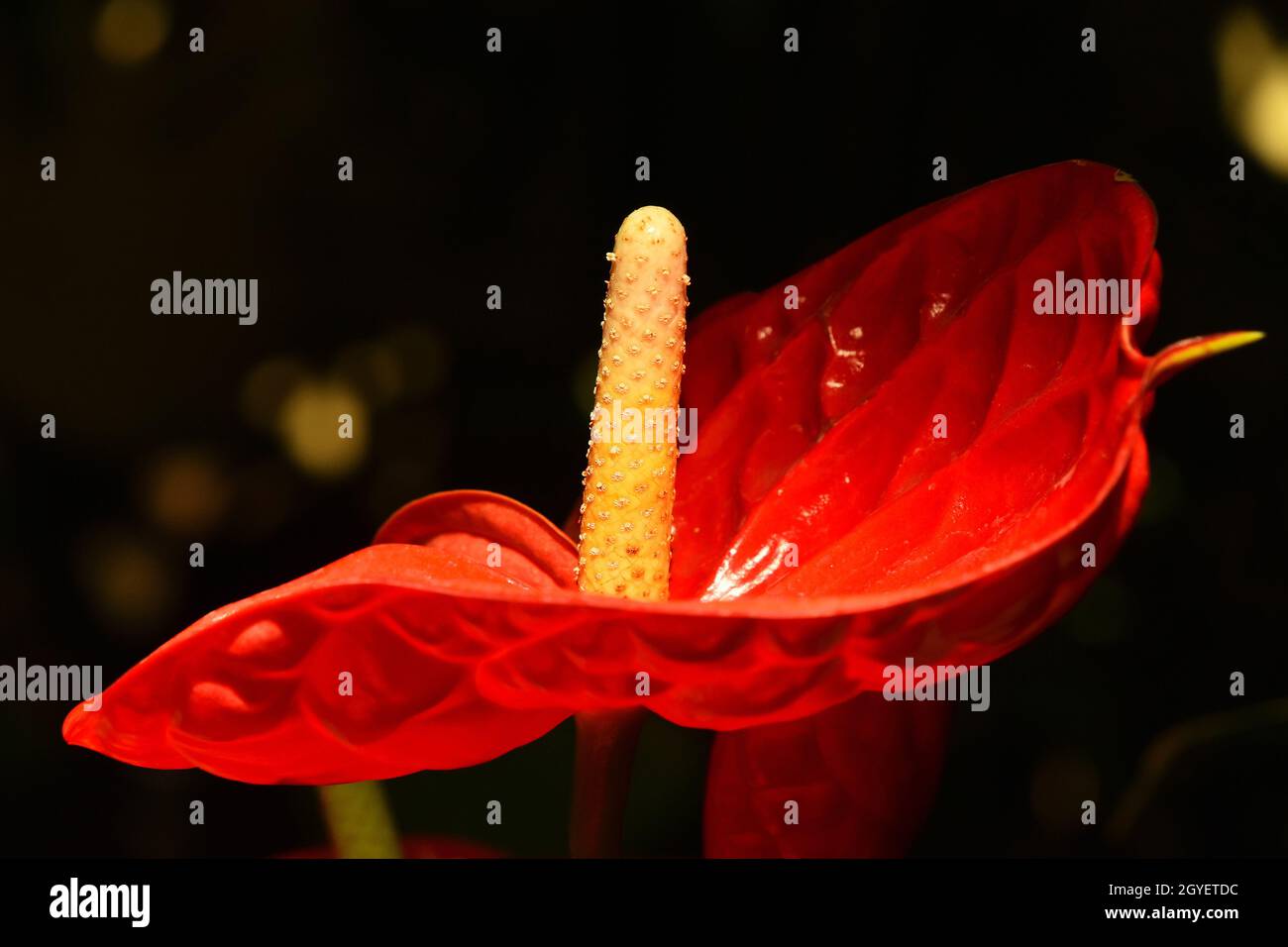 Close up one red tropical Anthurium flower with spadix and spathe ...
