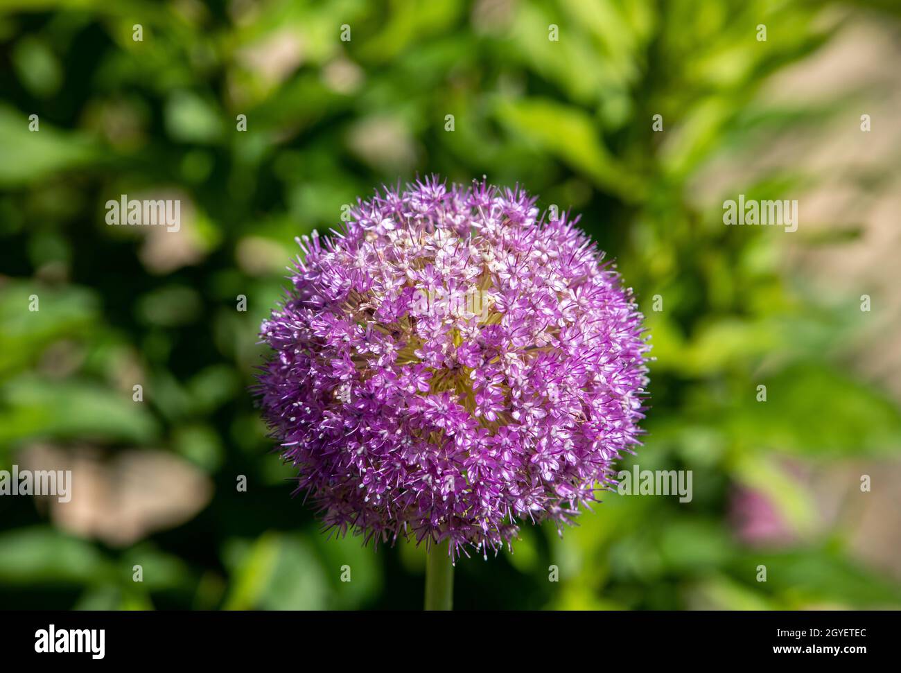 Allium before bloom hi-res stock photography and images - Alamy