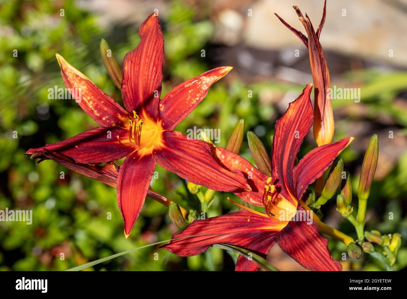 Beautiful red daylilies in a flower bed Stock Photo - Alamy