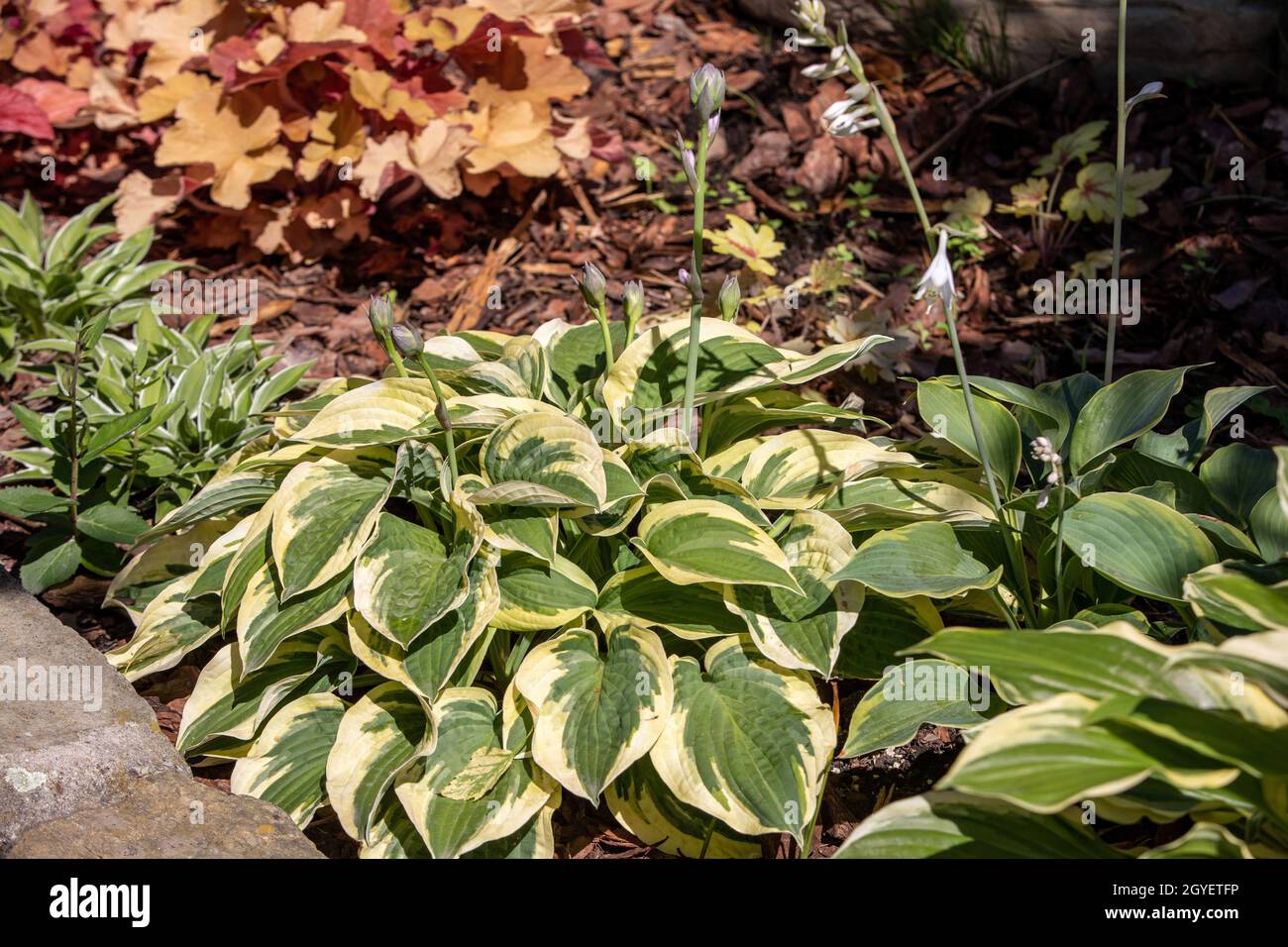 Beautiful plant host in the flowerbed in the garden Stock Photo - Alamy