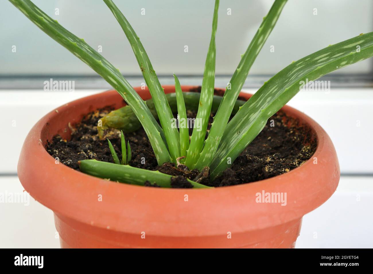 Live aloe vera flower hi-res stock photography and images - Alamy