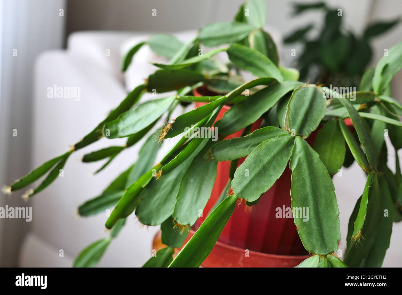 decorative live house ornamental plants, live flowers in pots Stock ...