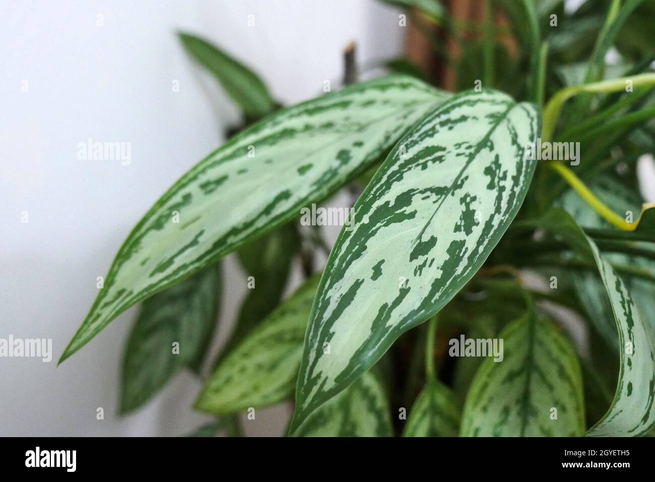 aglaonema ornamental plant, decorative house flowers, natural live ...