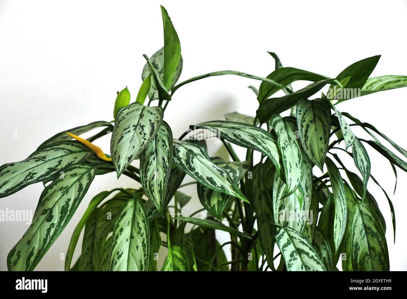 aglaonema ornamental plant in pot, natural live aglaonema flower in ...