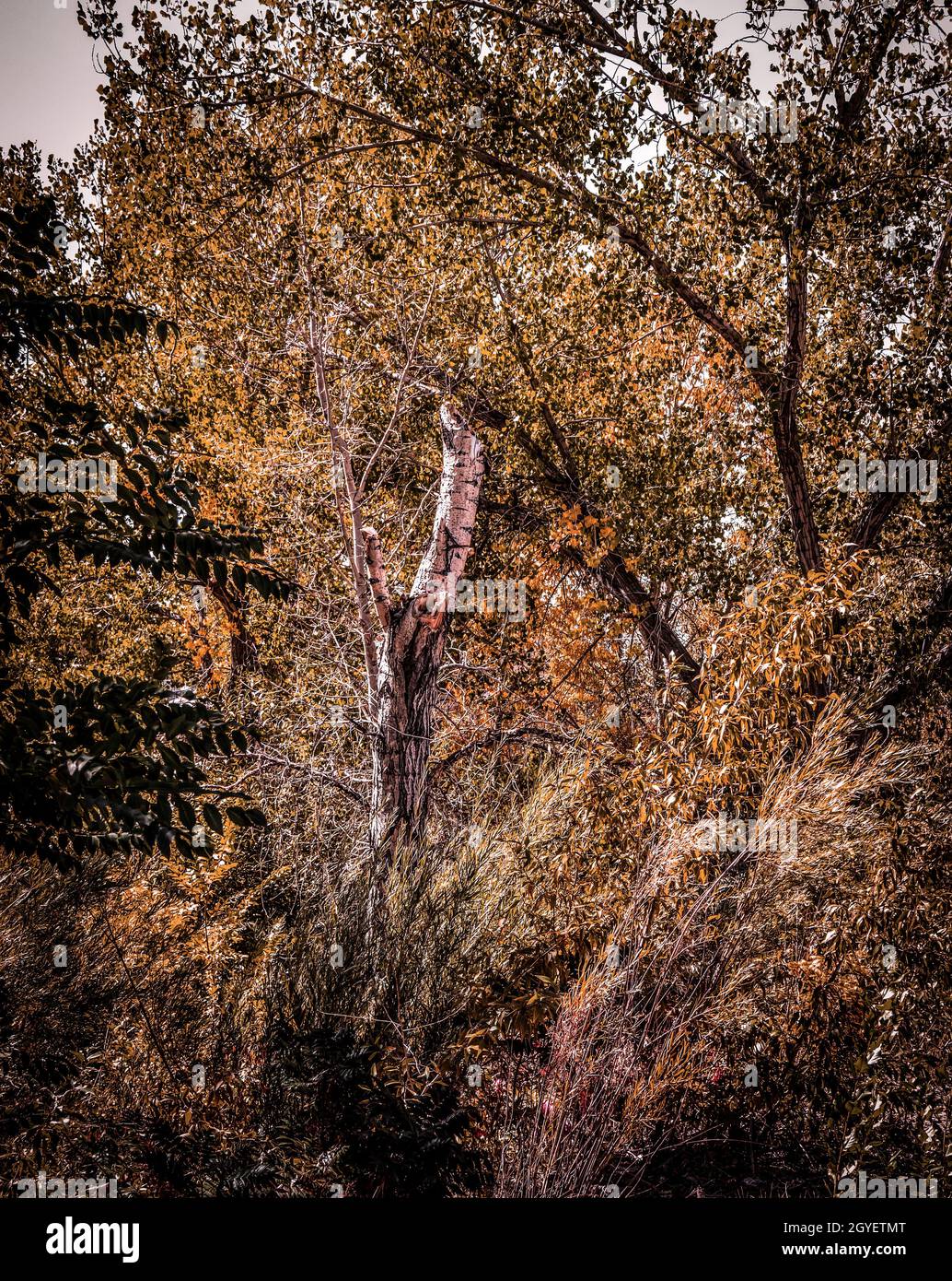 A broken tree surrounded by fall foliage Stock Photo - Alamy