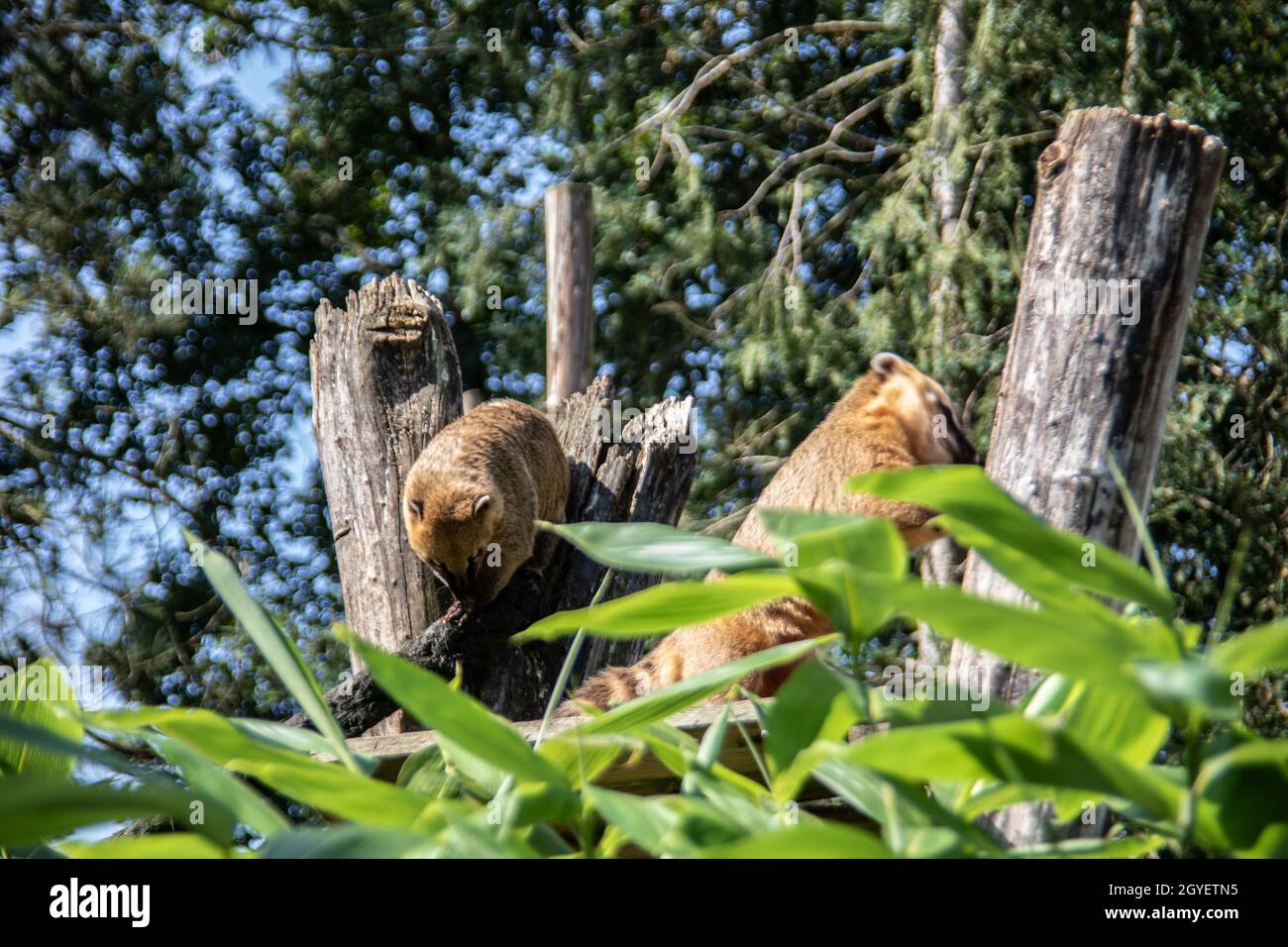 Proboscis bears hi-res stock photography and images - Alamy