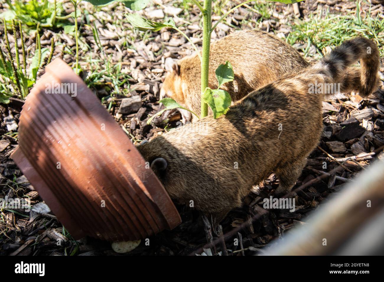 Proboscis bears hi-res stock photography and images - Alamy