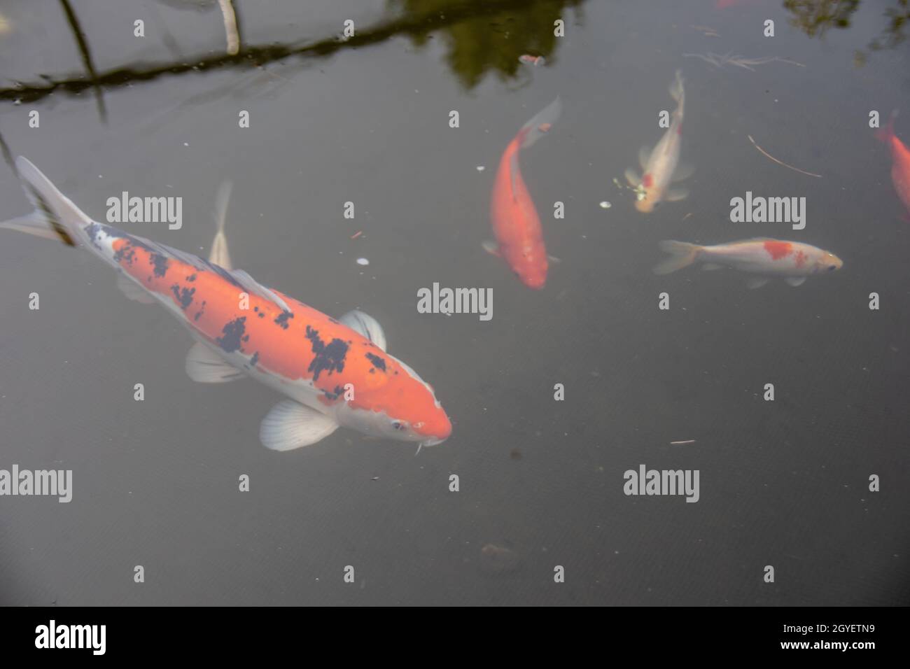 Koys hi-res stock photography and images - Alamy