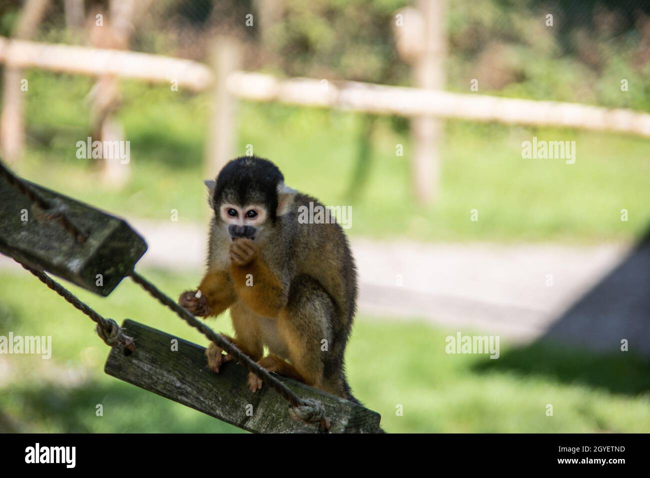 Squirrel monkey climbing in the tree Stock Photo - Alamy