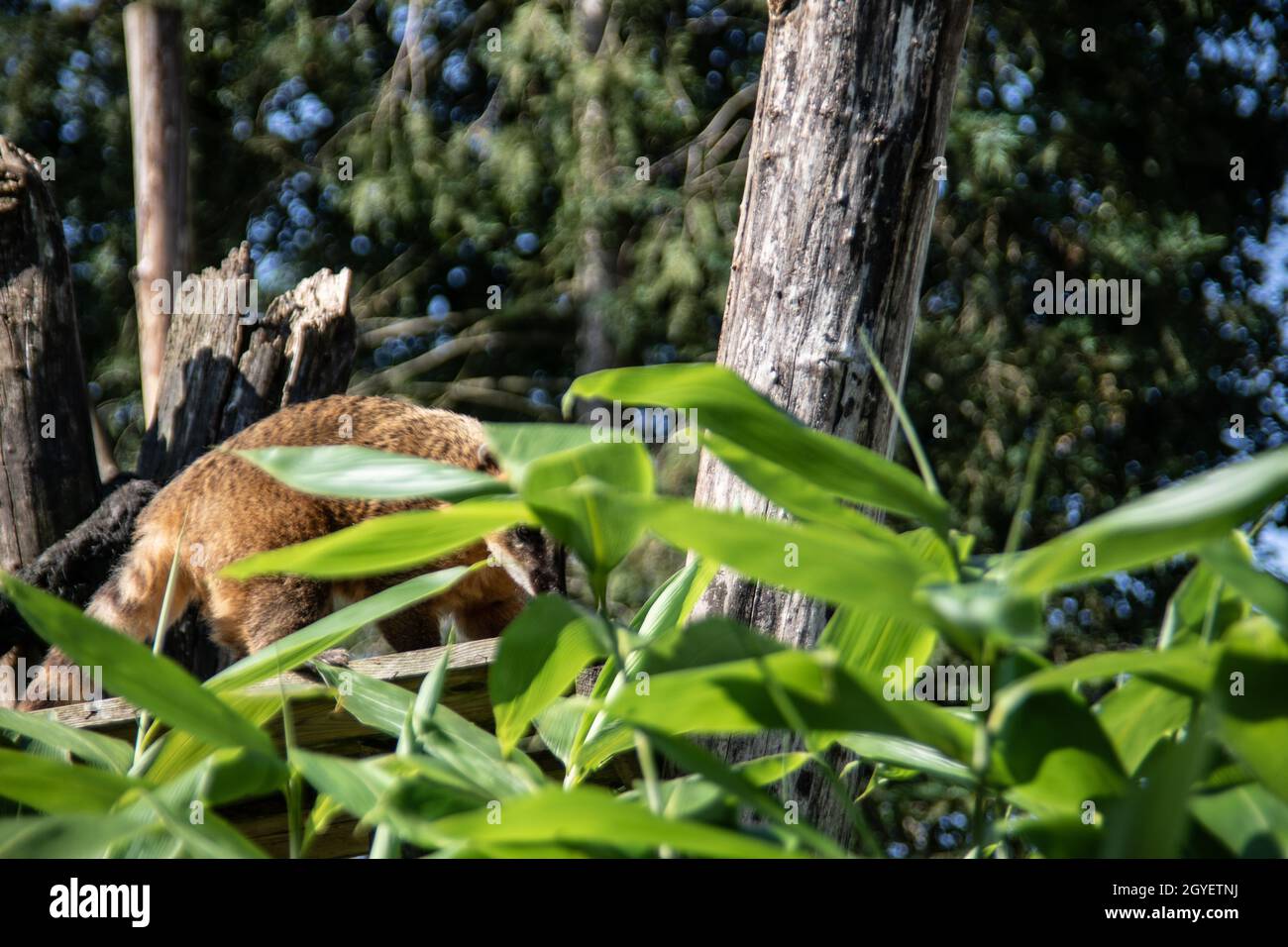 furry little proboscis bears crawl around Stock Photo - Alamy