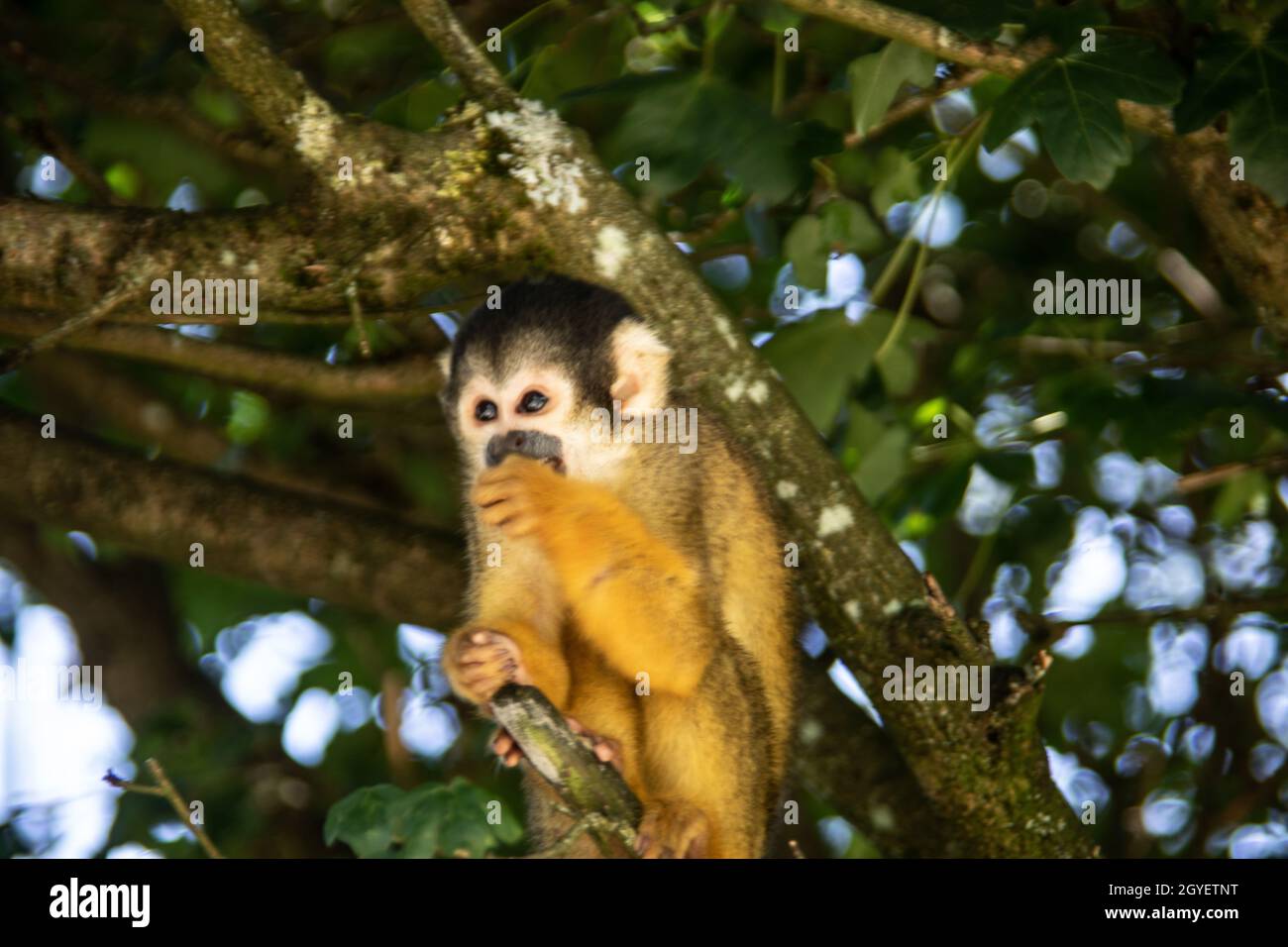 Squirrel monkey climbing in the tree Stock Photo - Alamy