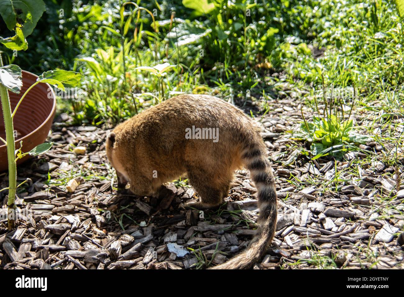 furry little proboscis bears crawl around Stock Photo - Alamy